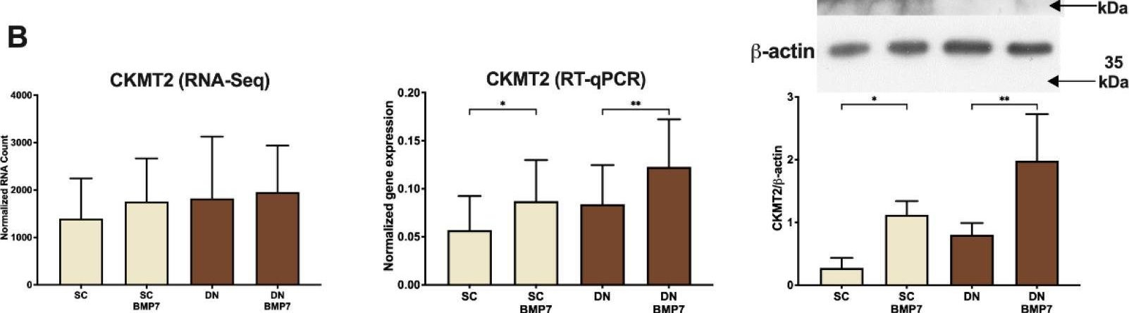 CKMT2 antibodies - Antibody search engine - CiteAb