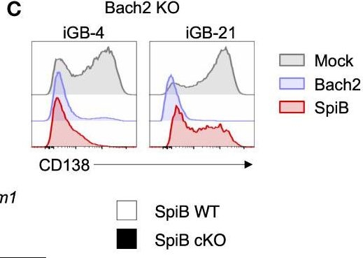 SPIB antibodies - Antibody search engine - CiteAb
