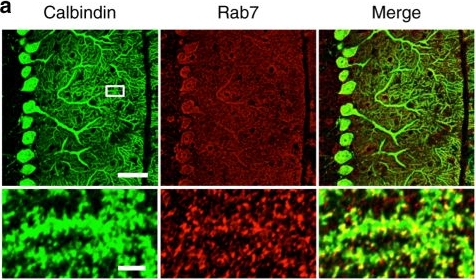 RAB7 antibodies - Antibody search engine - CiteAb