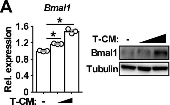 Bmal1 antibodies - Antibody search engine - CiteAb