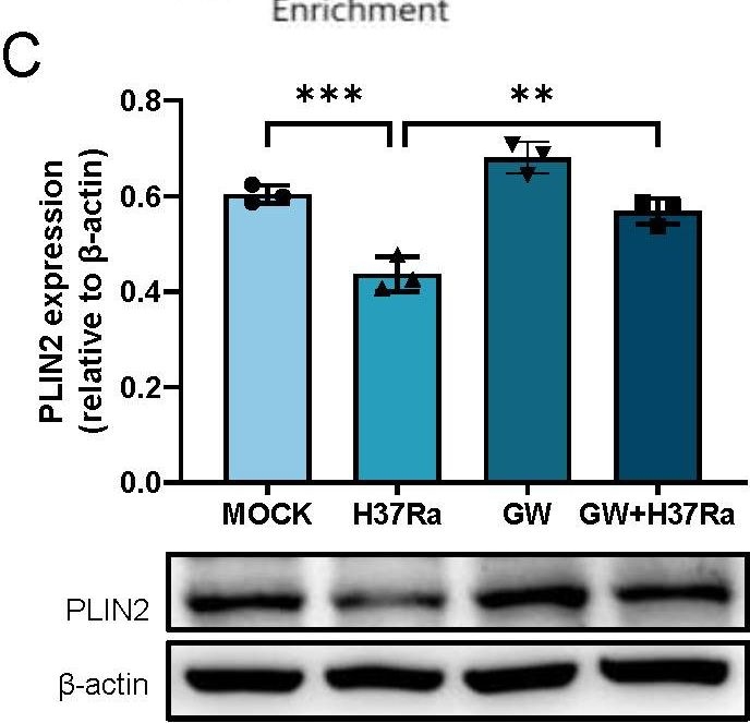 PLIN2 antibodies - Antibody search engine - CiteAb