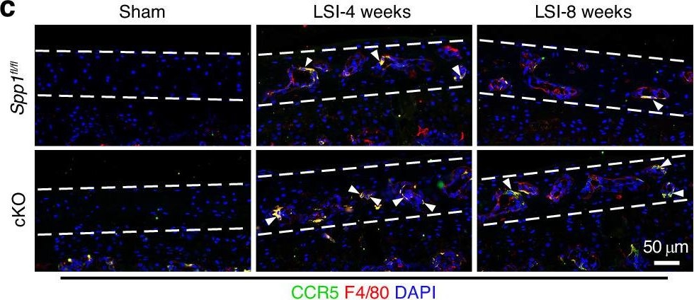 f4/80 antibodies - Antibody search engine - CiteAb