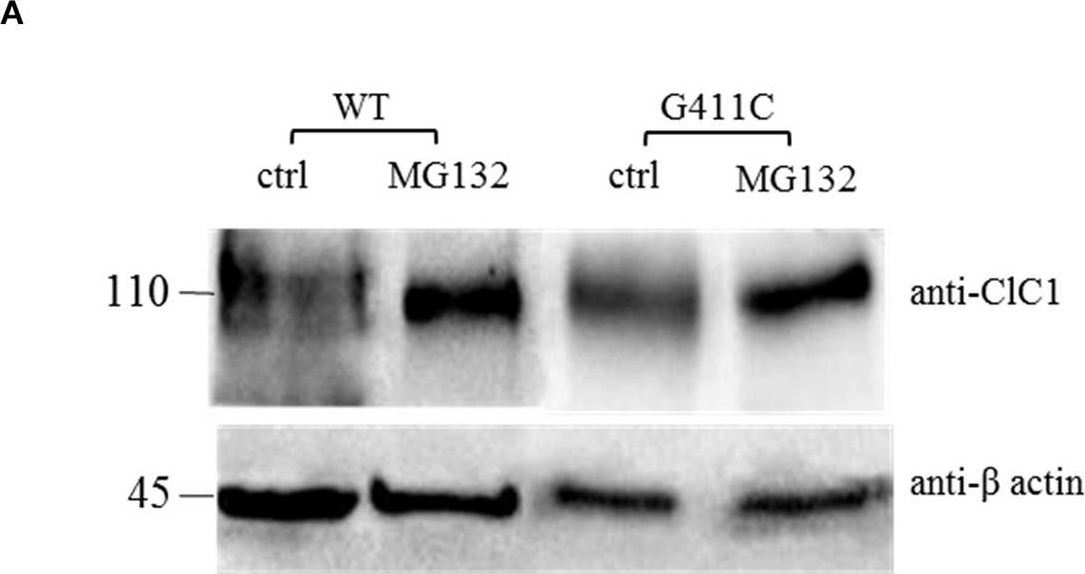 CLCN1 antibodies - Antibody search engine - CiteAb