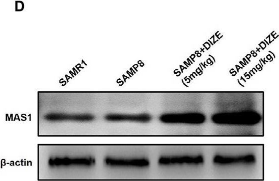 mas1 antibodies - Antibody search engine - CiteAb