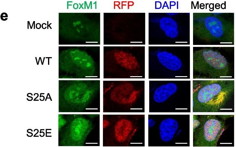 FOXM1 antibodies - Antibody search engine - CiteAb