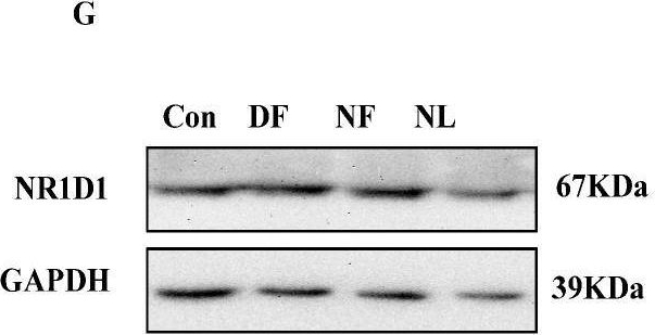NR1D1 antibodies - Antibody search engine - CiteAb