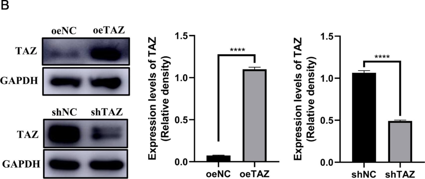 TAZ antibodies - Antibody search engine - CiteAb