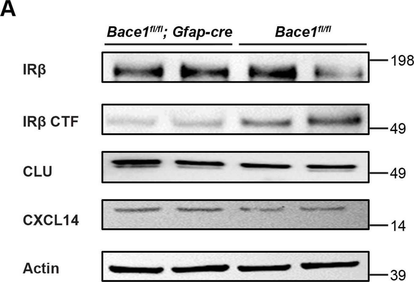 INSR antibodies - Antibody search engine - CiteAb
