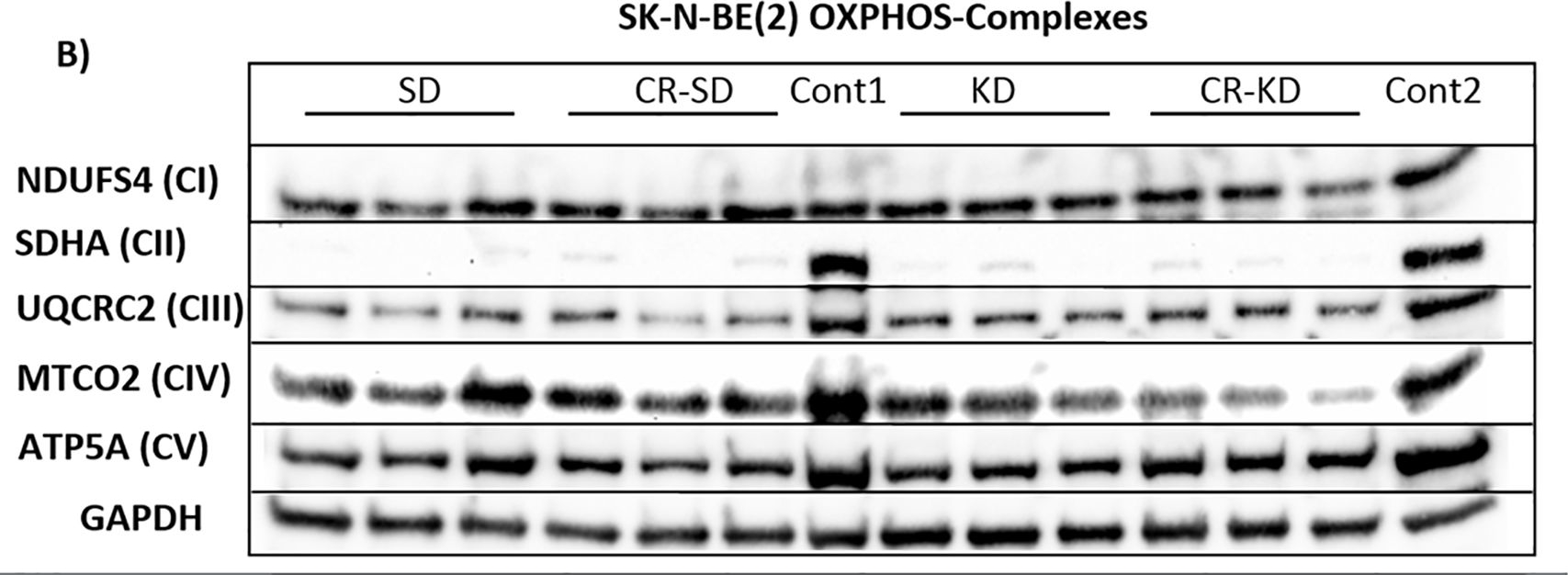 ATP5F1A antibodies - Antibody search engine - CiteAb