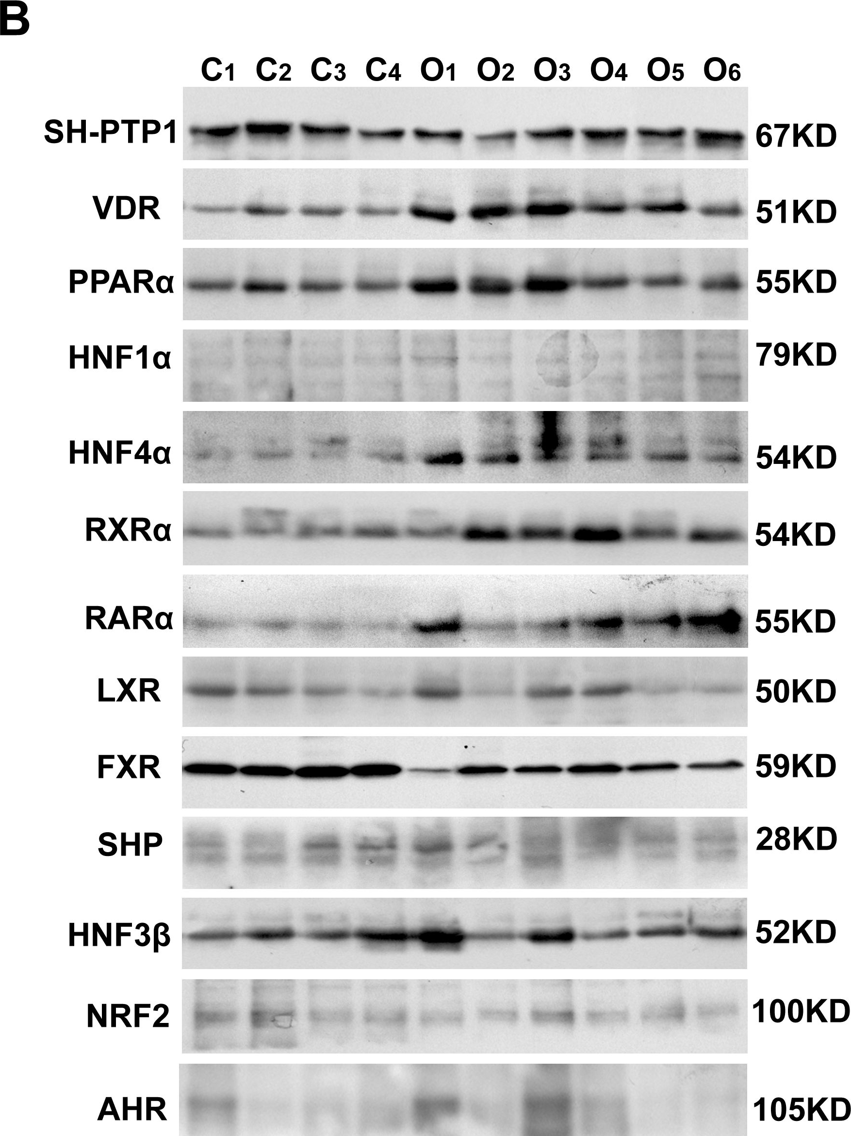 AHR antibodies - Antibody search engine - CiteAb