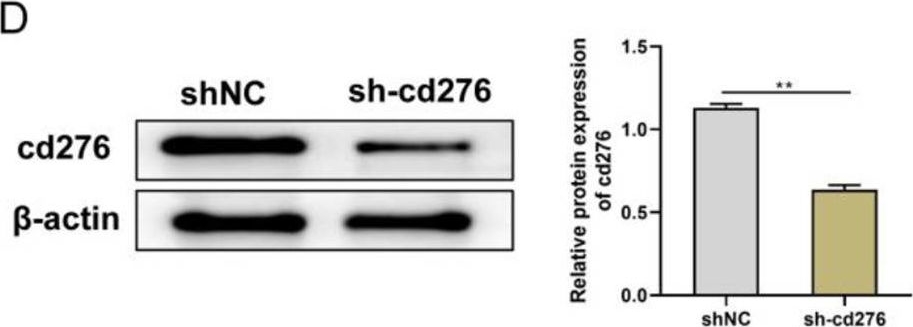 Cd276 antibodies - Antibody search engine - CiteAb