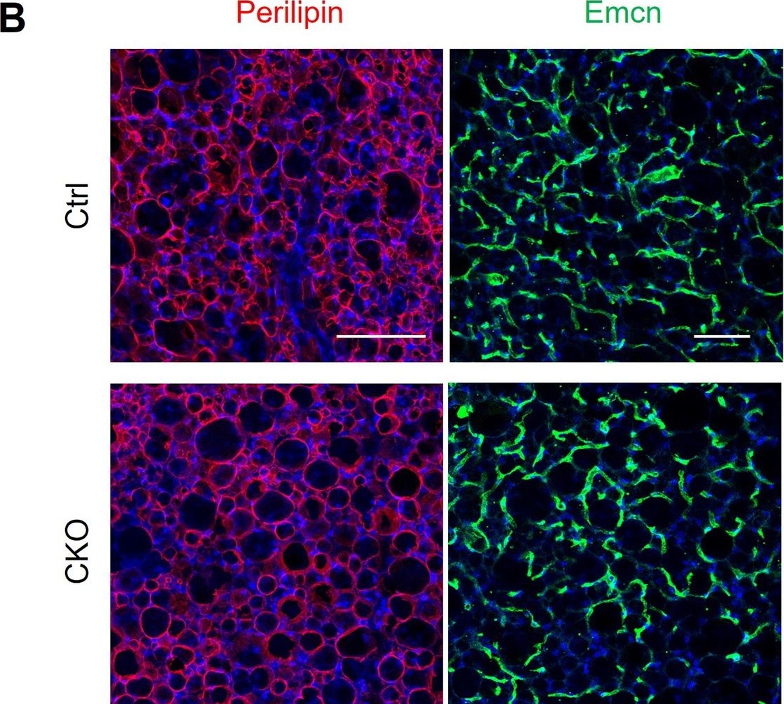 plin1 antibodies - Antibody search engine - CiteAb