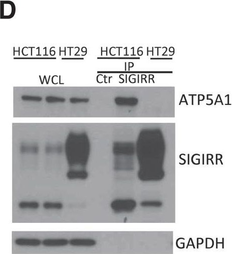 atp5a antibodies - Antibody search engine - CiteAb