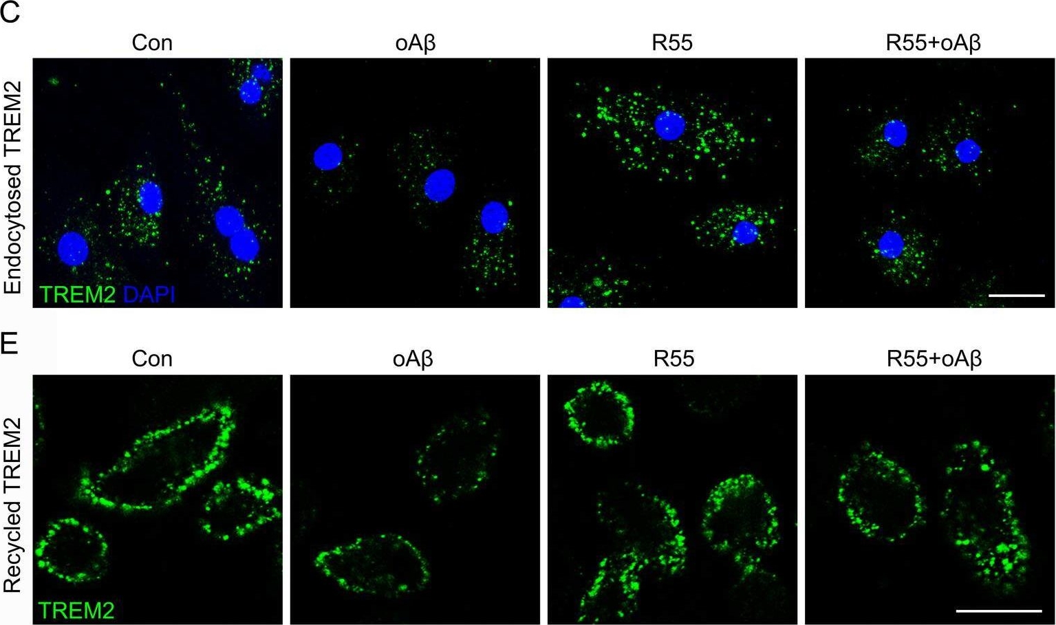 TREM2 antibodies - Antibody search engine - CiteAb