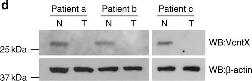 hpx antibodies - Antibody search engine - CiteAb