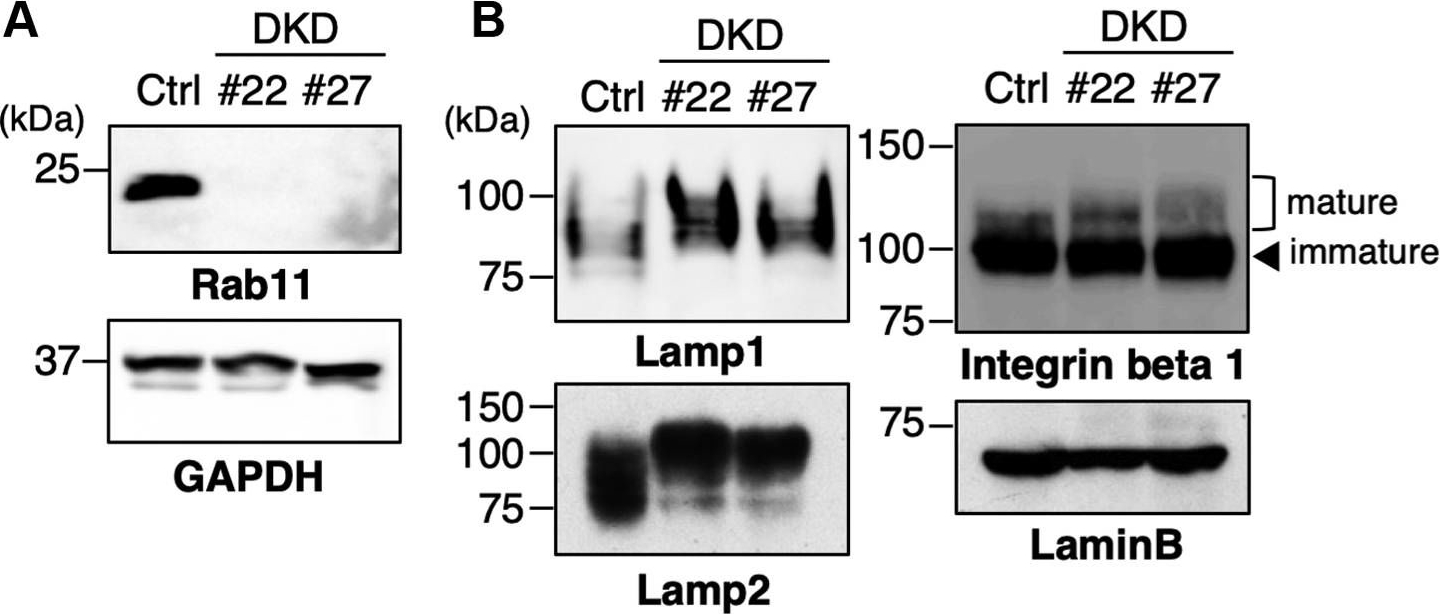 LAMP1 antibodies - Antibody search engine - CiteAb