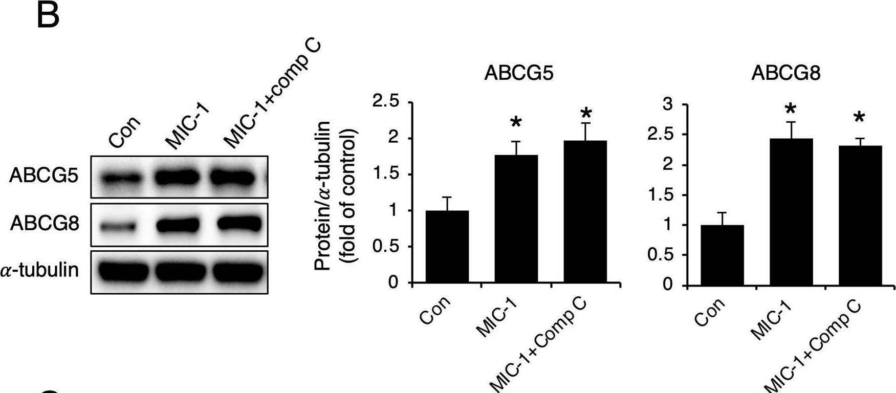 ABCG5 antibodies - Antibody search engine - CiteAb