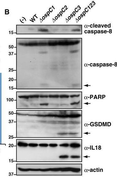 IL-18 antibodies - Antibody search engine - CiteAb