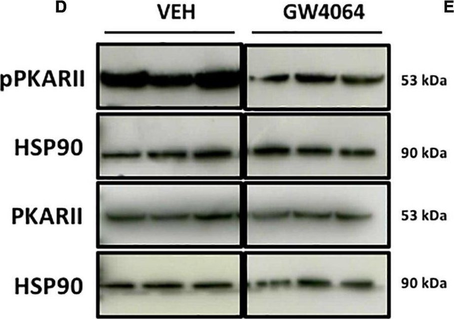 PKA antibodies - Antibody search engine - CiteAb
