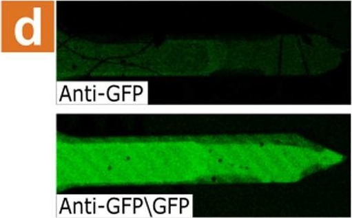 GFP antibodies - Antibody search engine - CiteAb