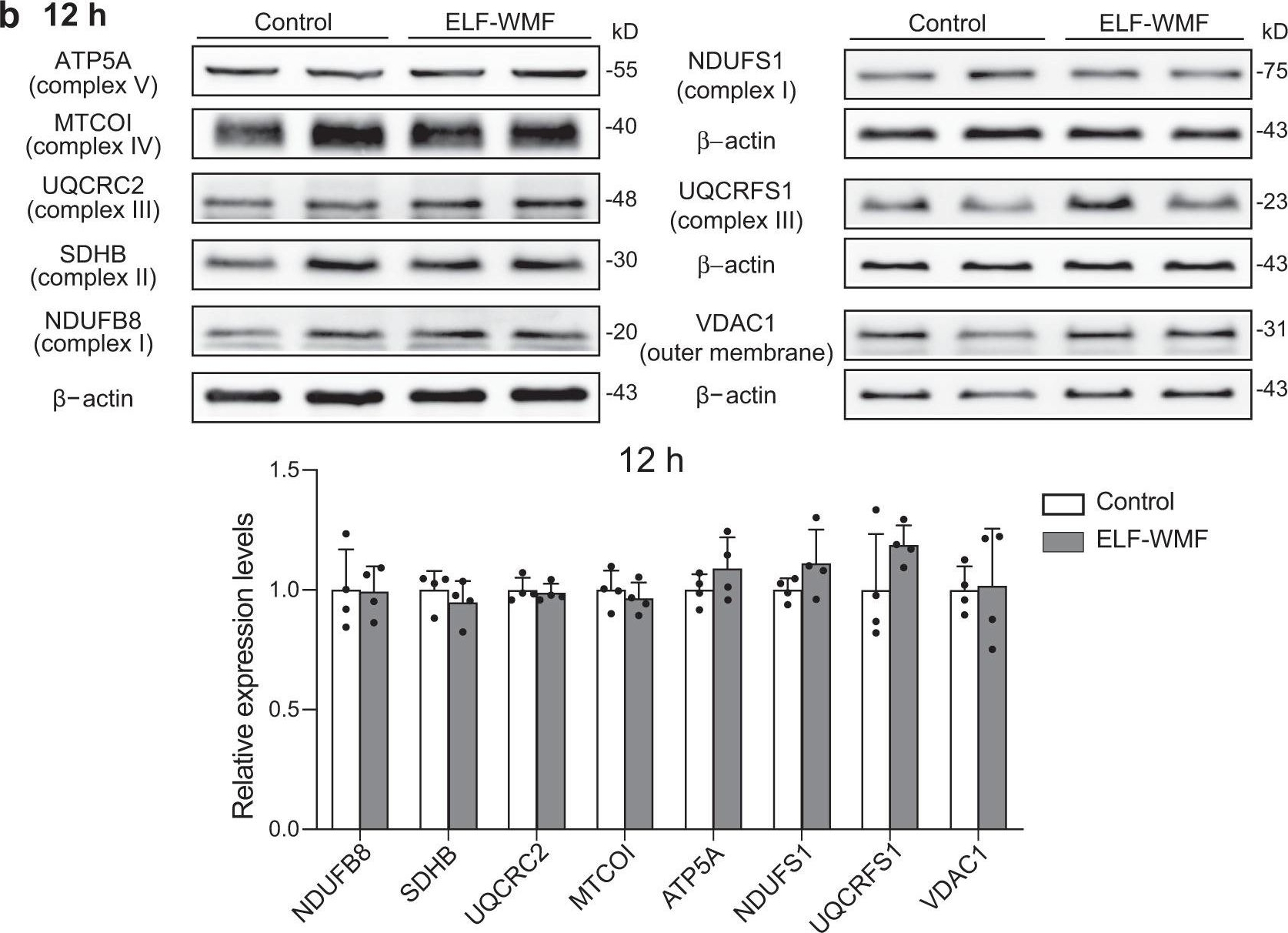 ATP5F1 antibodies - Antibody search engine - CiteAb