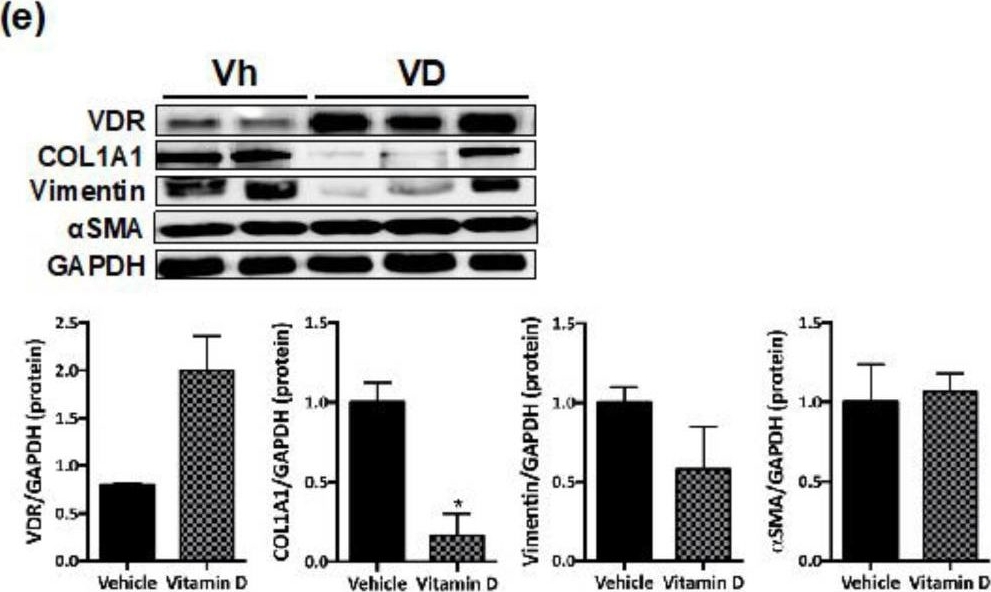 aSMA antibodies - Antibody search engine - CiteAb