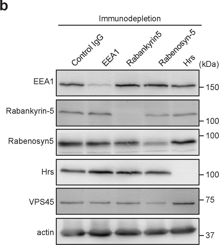 EEA1 antibodies - Antibody search engine - CiteAb