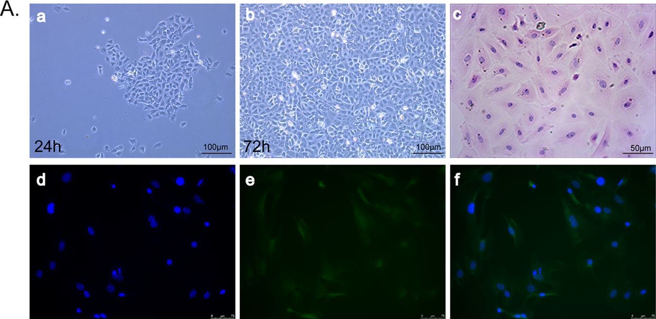 FSHR antibodies - Antibody search engine - CiteAb