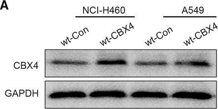 O00257 antibodies - Antibody search engine - CiteAb