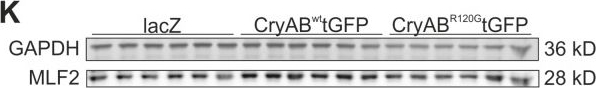 MLF2 antibodies - Antibody search engine - CiteAb