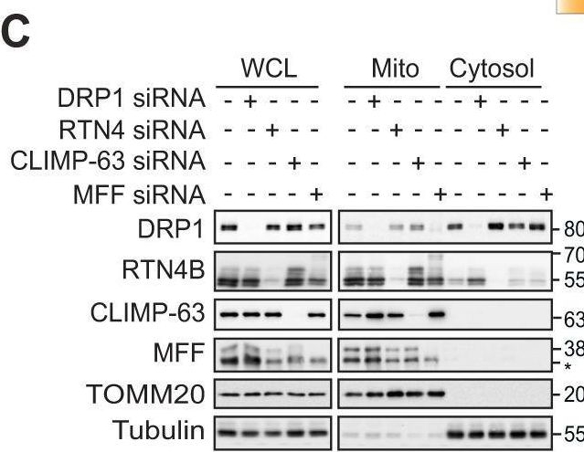 CLIMP-63 antibodies - Antibody search engine - CiteAb
