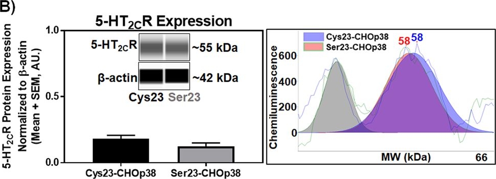 5-HT2C antibodies - Antibody search engine - CiteAb