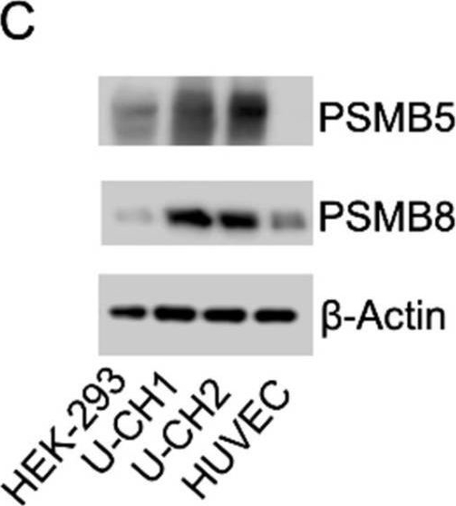 PSMB5 antibodies - Antibody search engine - CiteAb