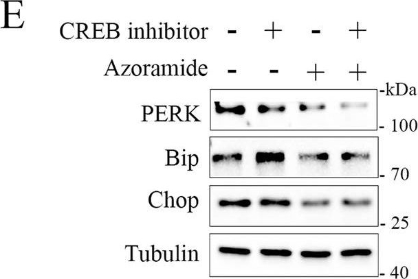 PERK antibodies - Antibody search engine - CiteAb