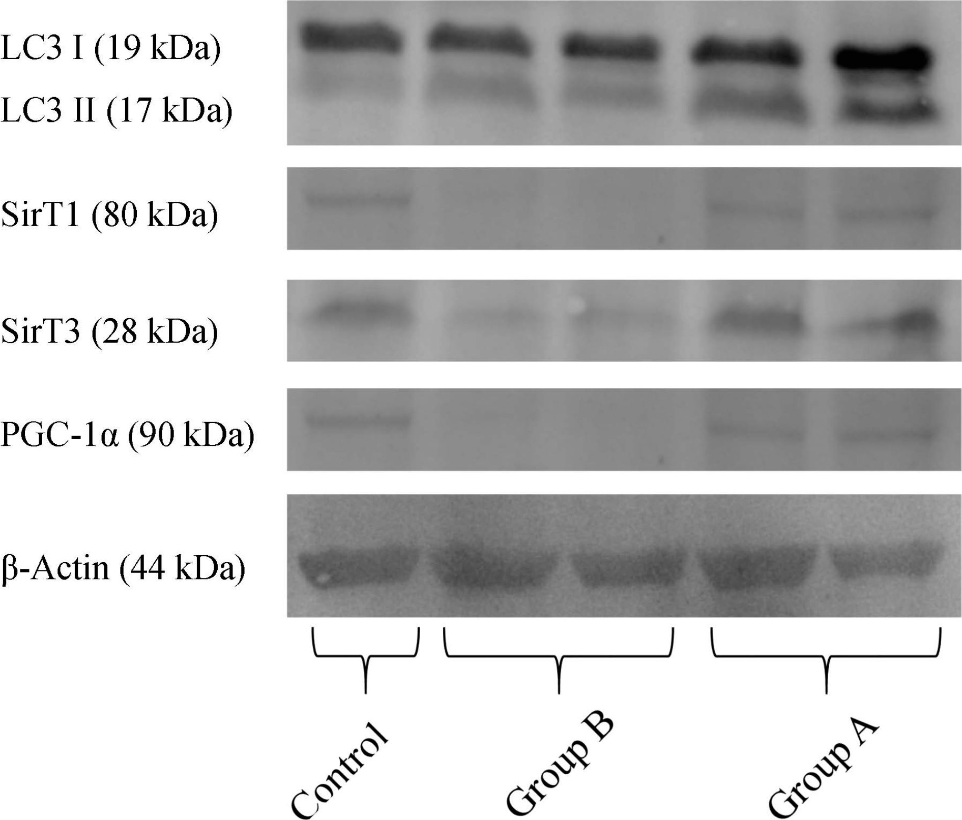 PGC1A antibodies - Antibody search engine - CiteAb