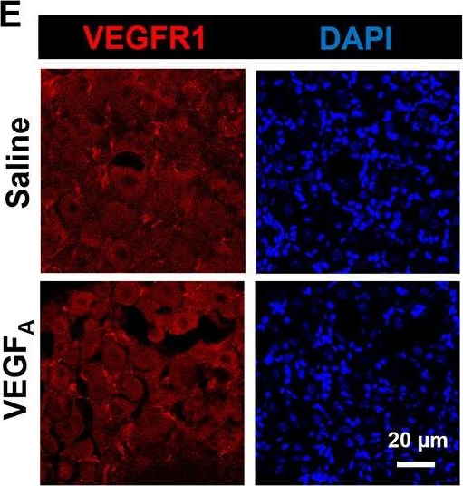 P16 antibodies - Antibody search engine - CiteAb