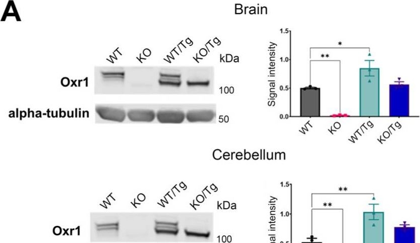 OXR1 antibodies - Antibody search engine - CiteAb