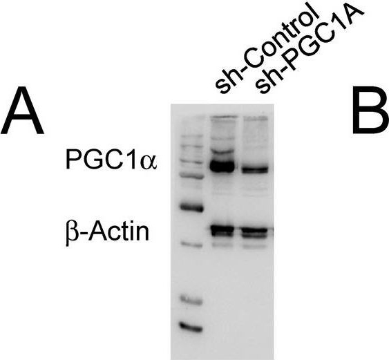 PGC1A antibodies - Antibody search engine - CiteAb