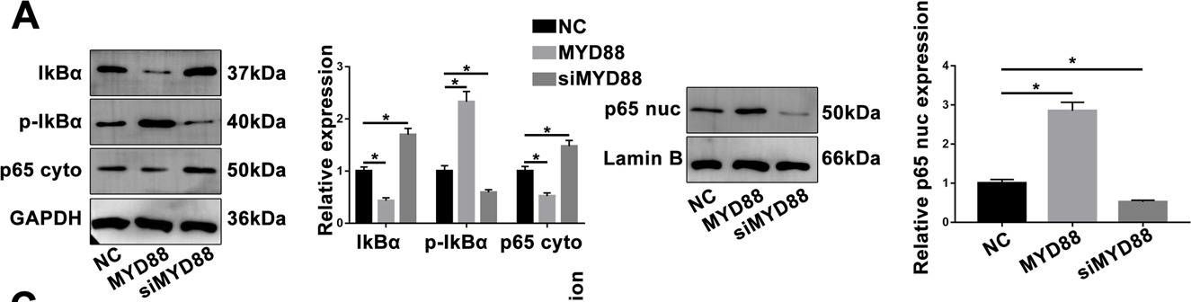 IKBa antibodies - Antibody search engine - CiteAb