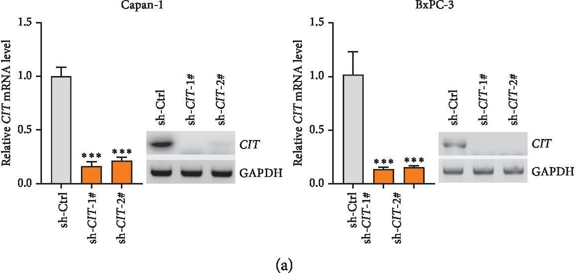 CIT antibodies - Antibody search engine - CiteAb