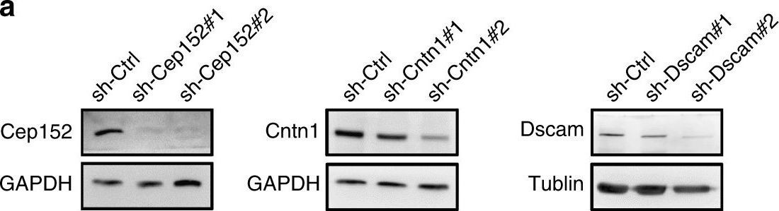 CNTN1 antibodies - Antibody search engine - CiteAb