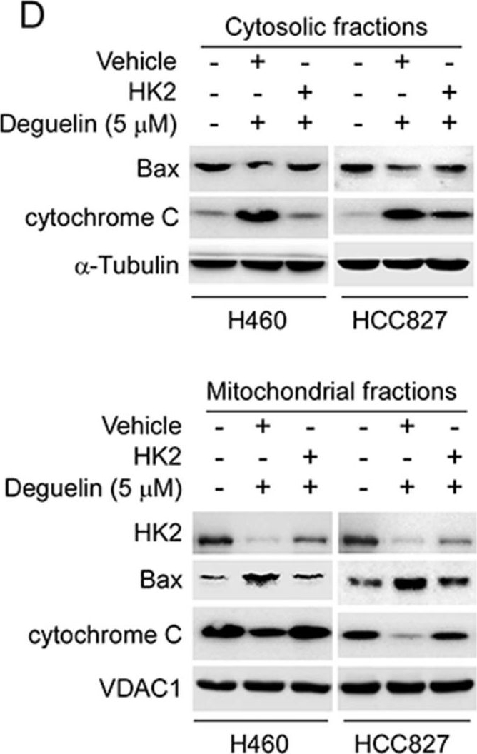 BAX antibodies - Antibody search engine - CiteAb