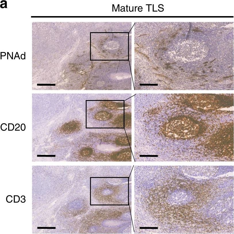 PNAD antibodies - Antibody search engine - CiteAb