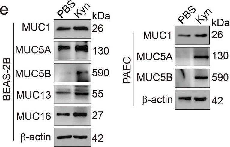 Muc5b antibodies - Antibody search engine - CiteAb