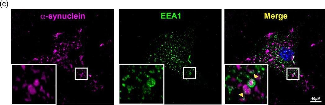 EEA1 antibodies - Antibody search engine - CiteAb