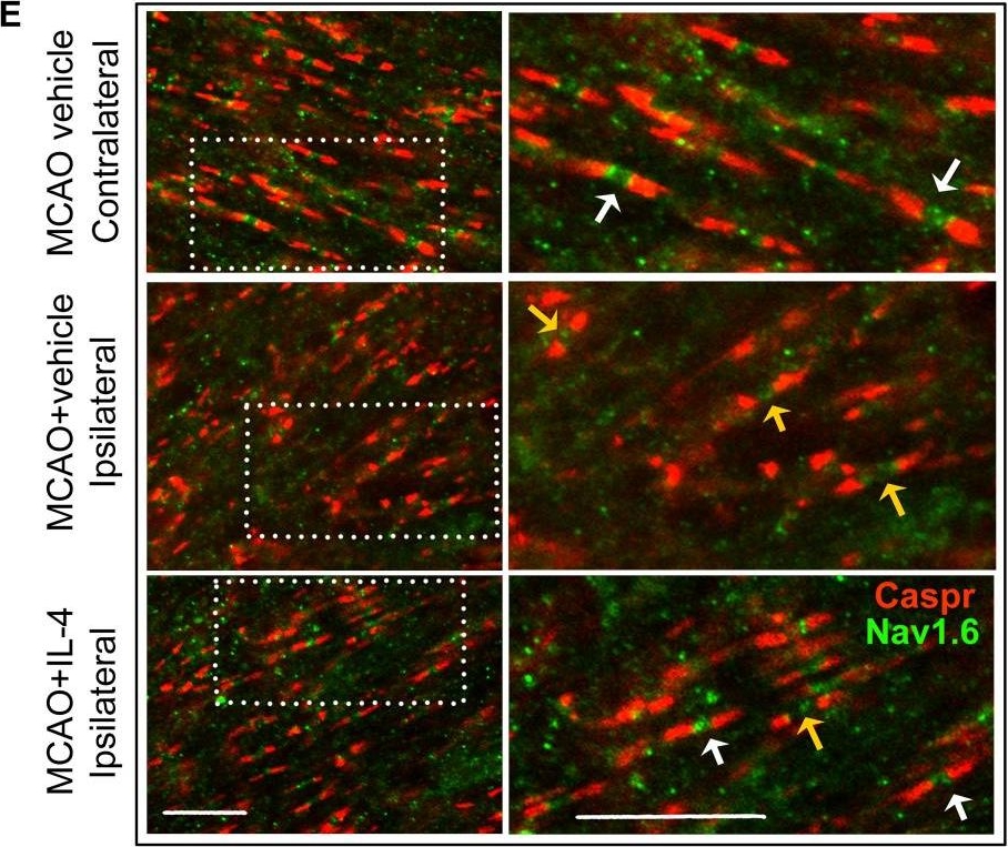 ASC antibodies - Antibody search engine - CiteAb