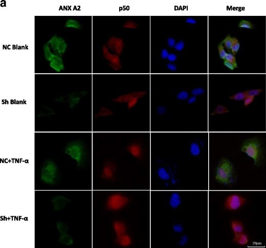ANXA2 antibodies - Antibody search engine - CiteAb