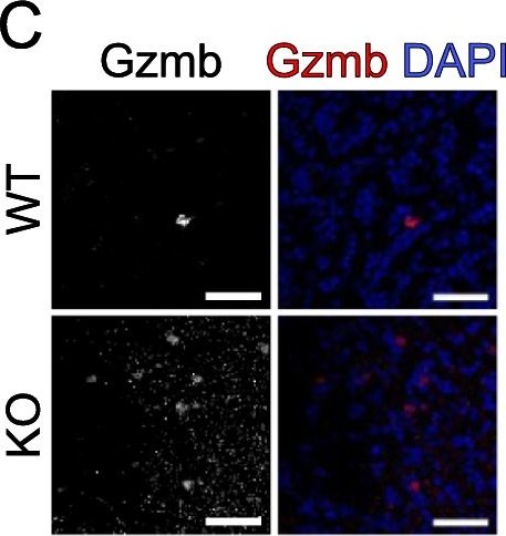GZMB antibodies - Antibody search engine - CiteAb