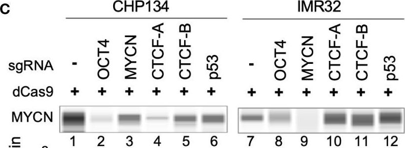 Mycn antibodies - Antibody search engine - CiteAb