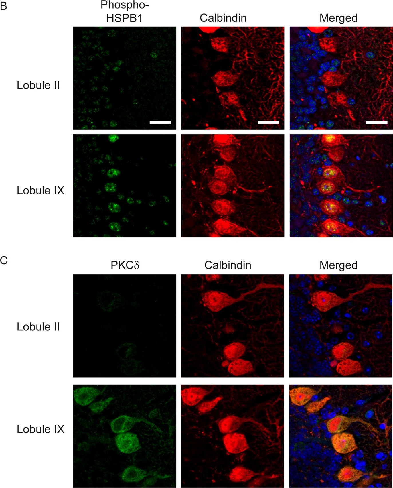 parvalbumin antibodies - Antibody search engine - CiteAb